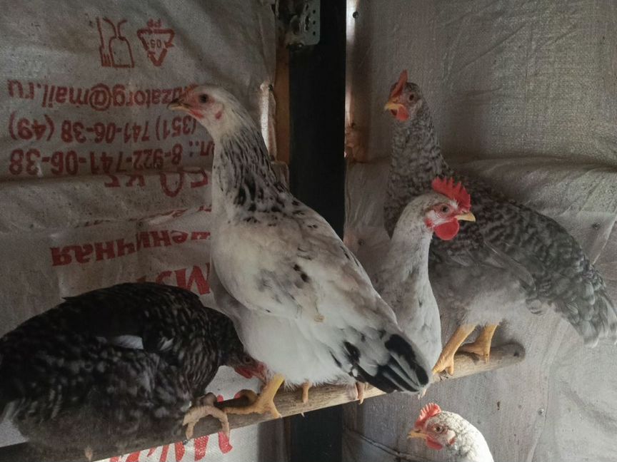 Приму отходы для кур