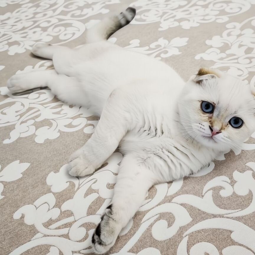 Шотландский вислоухий короткошёрстный котёнок