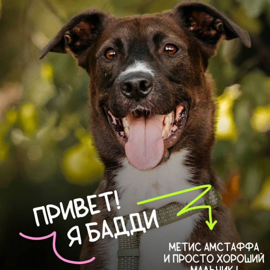 Взрослый пёс в добрые руки