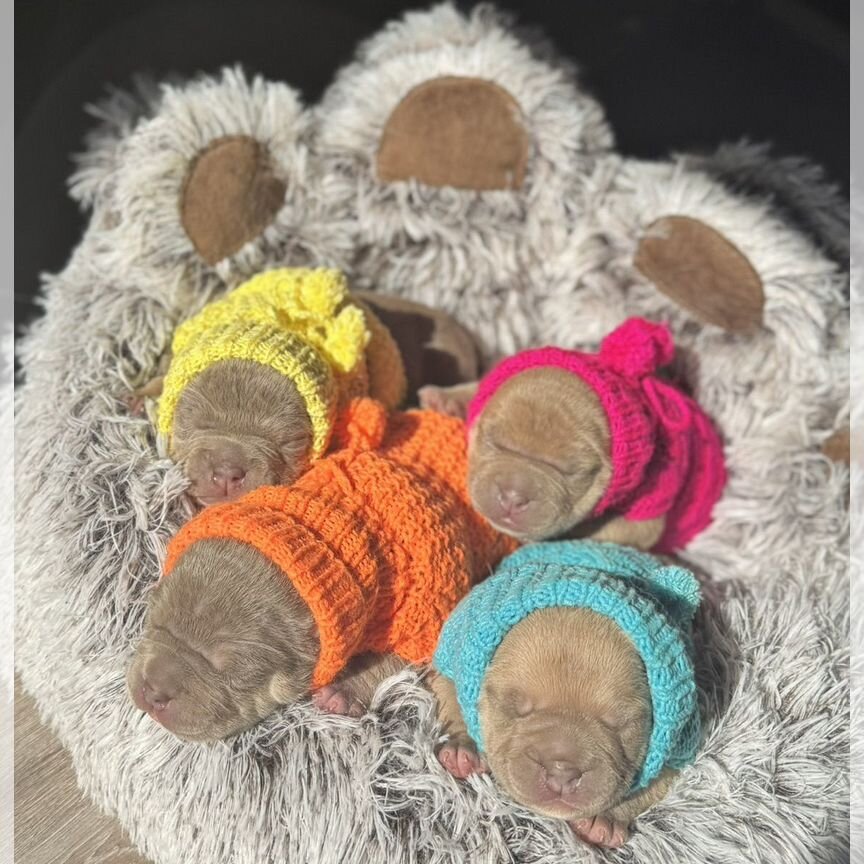 Американский булли щенки