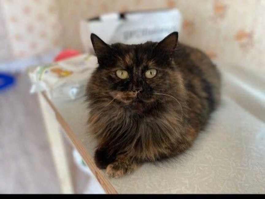 Кошки и кот в добрые руки в дом, квартиру