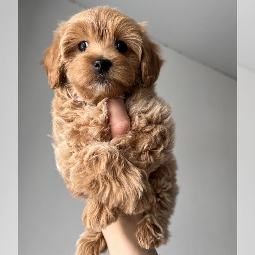 Мальтипу, щенок