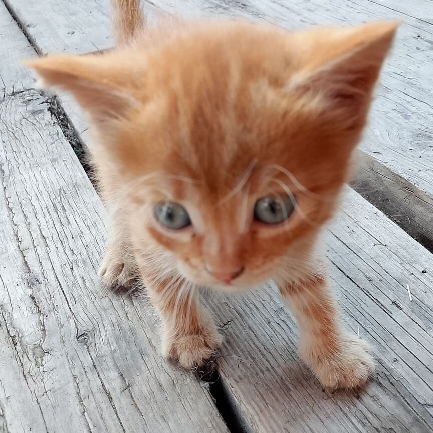 Котёнок в добрые руки