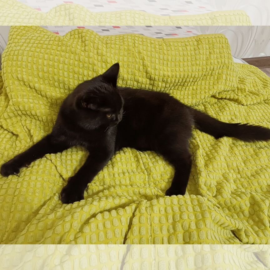 Шотландский прямоухий короткошёрстный котёнок