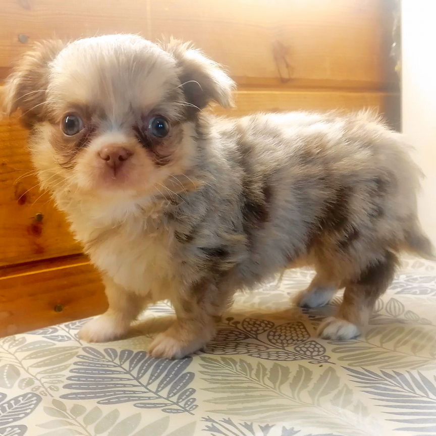 Мраморенок