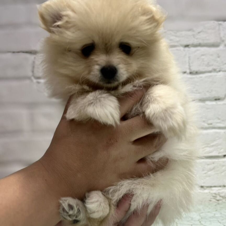 Щенки шпица