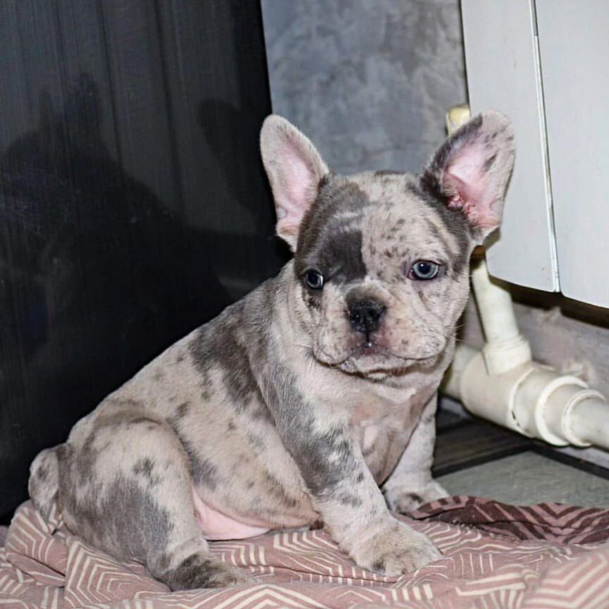 Французский бульдог