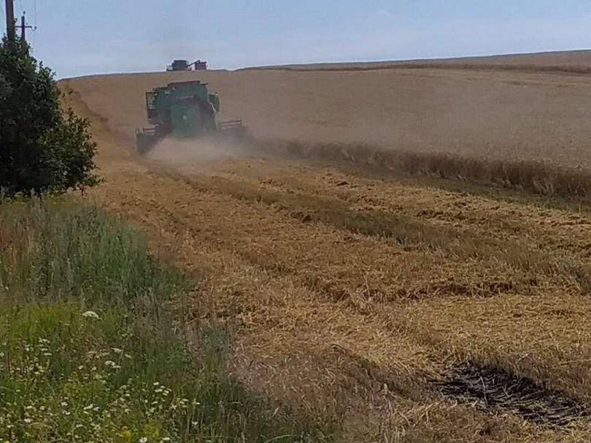 Ячмень.Пшеница