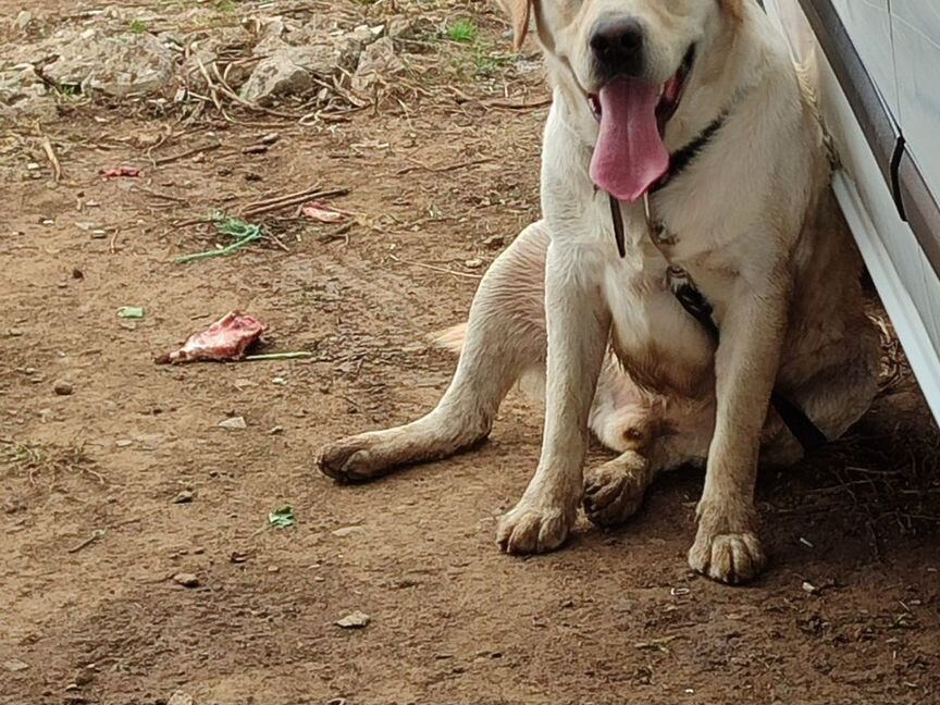 Кобель лабрадора вязка