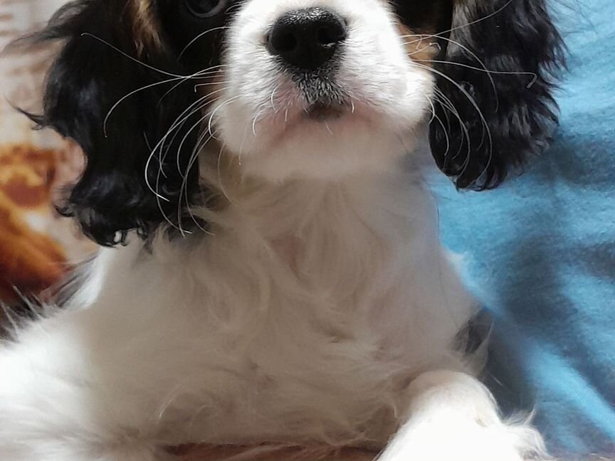 Кавалер кинг чарльз спаниель