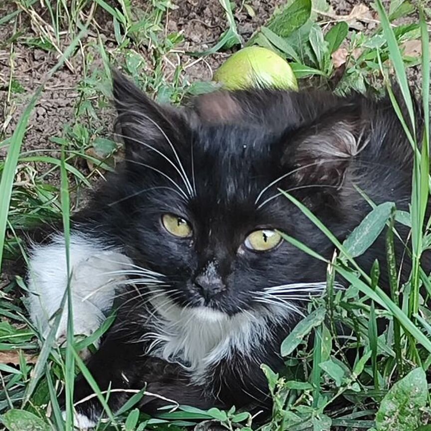 Котёнок