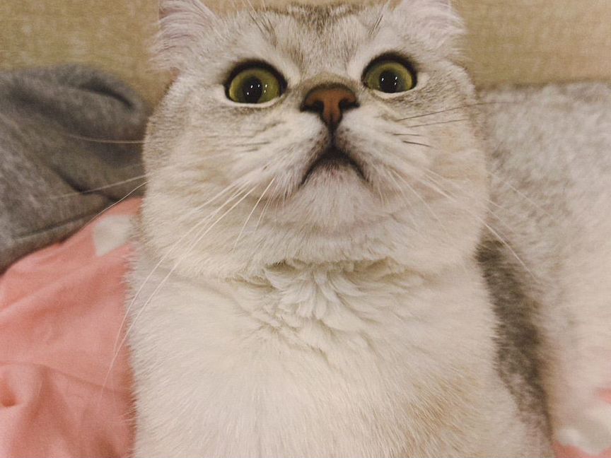 Кошка