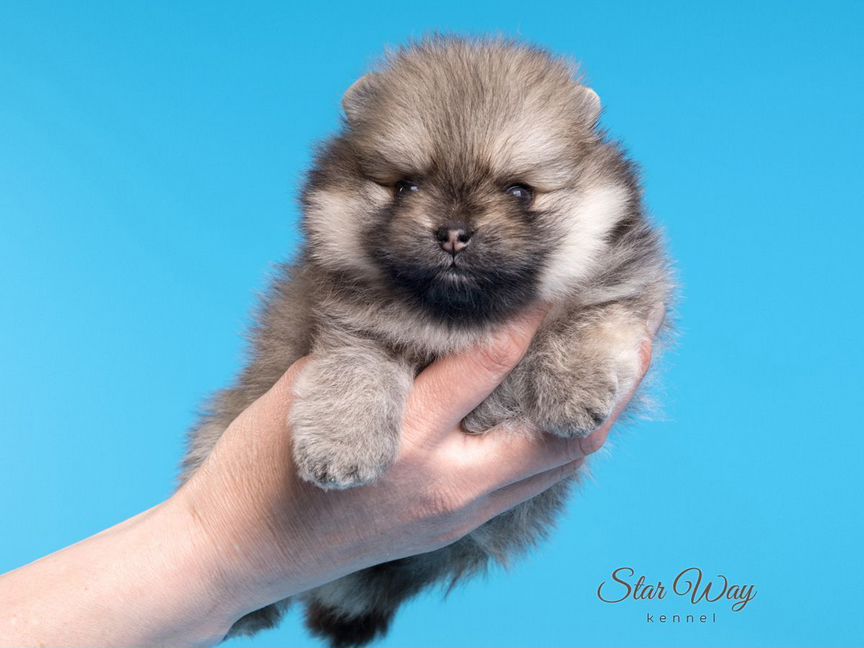 Минимишки померанский шпиц