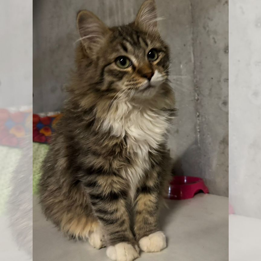 Котёнок в добрые руки