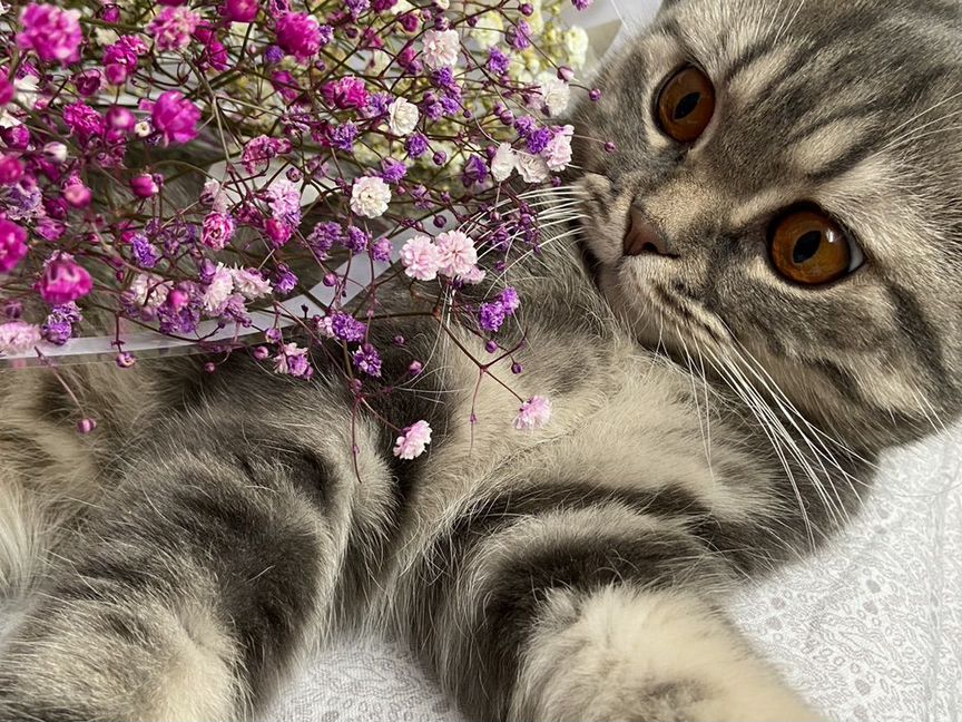 Вязка с шотландским вислоухим котом