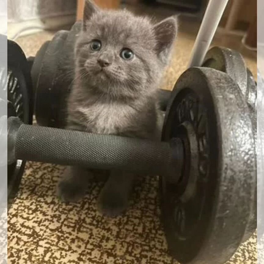 Котёнок в добрые руки