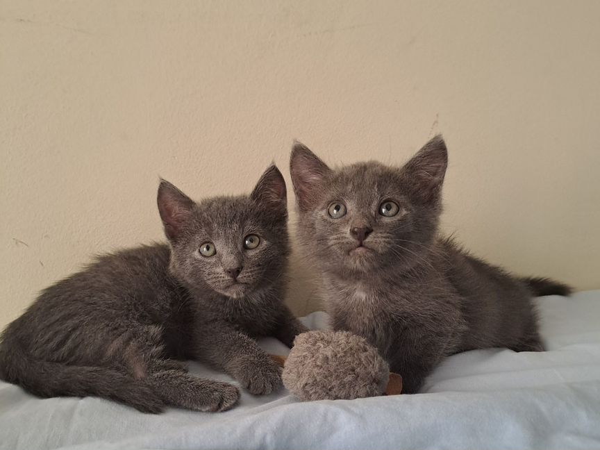 Котенок в добрые руки бесплатно