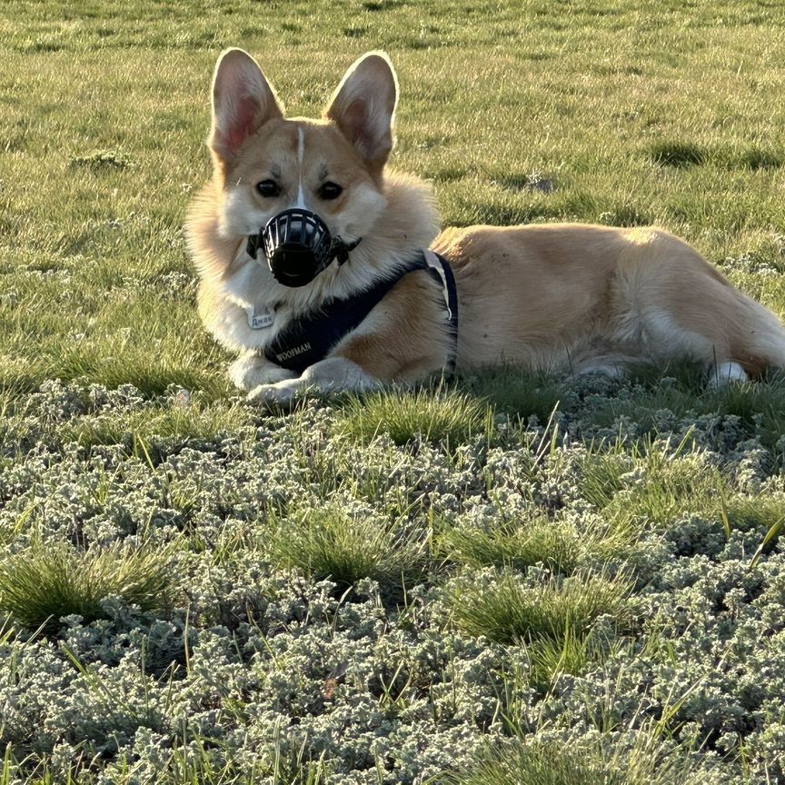 Жених ищет невесту