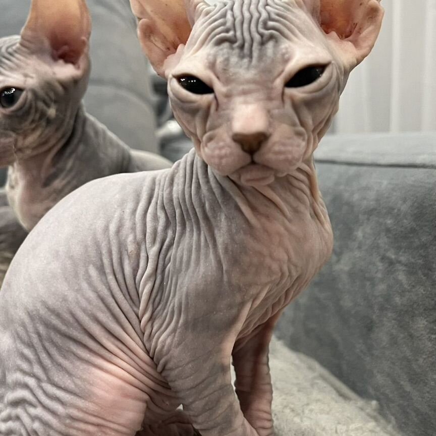 Донской сфинкс