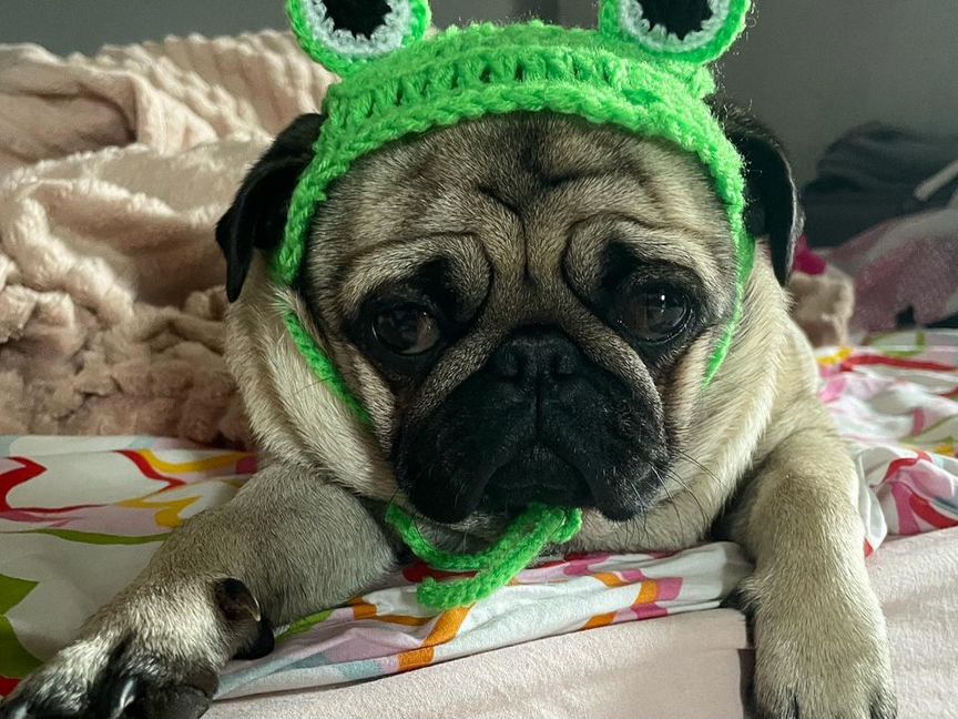 Вязаная шапка лягушка для собаки