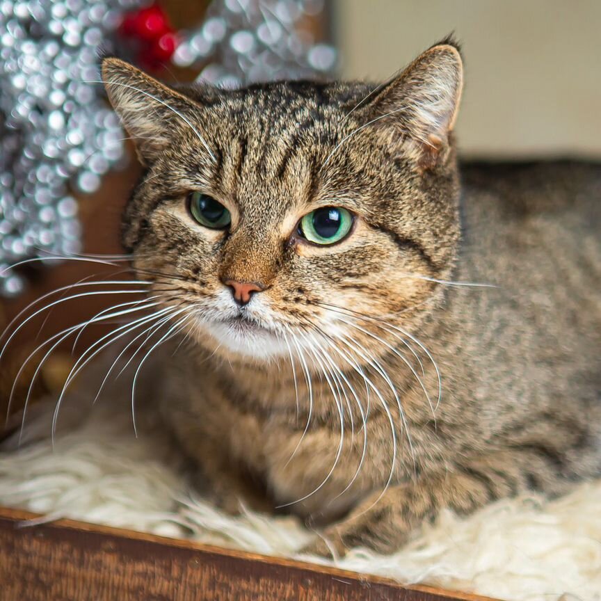 Кошка Шипучка, 3 года