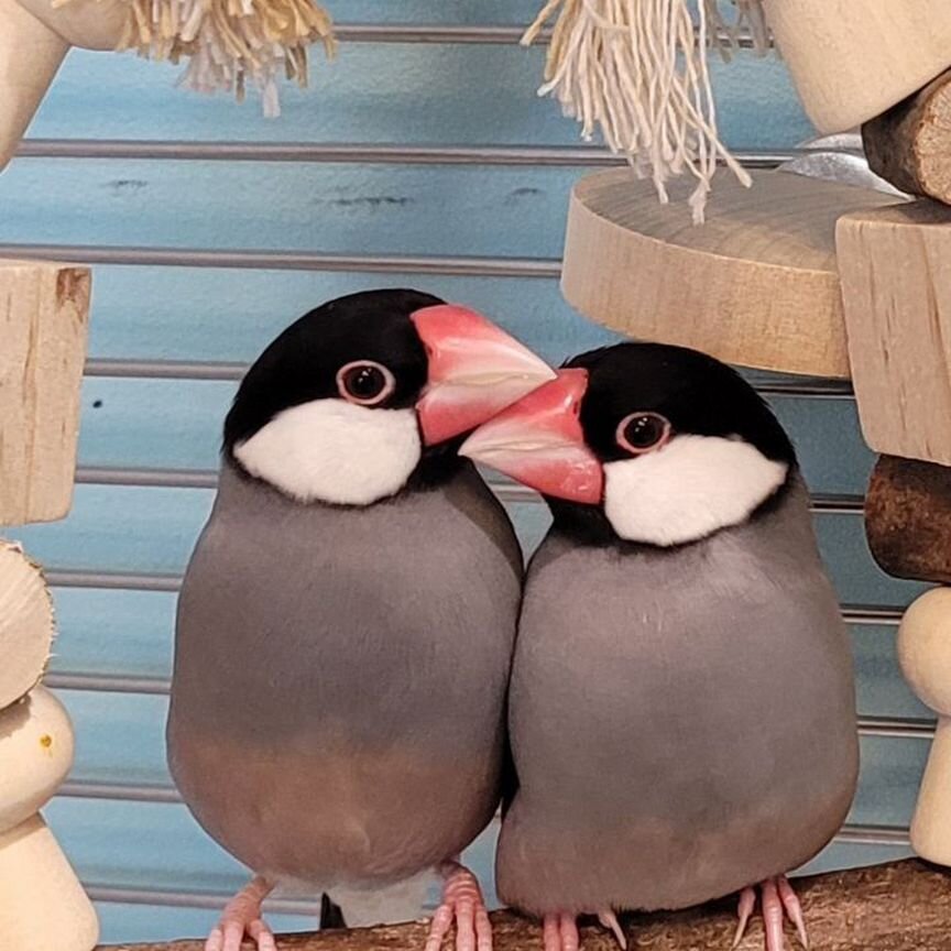 Рисовые амадины, птичка рисовка