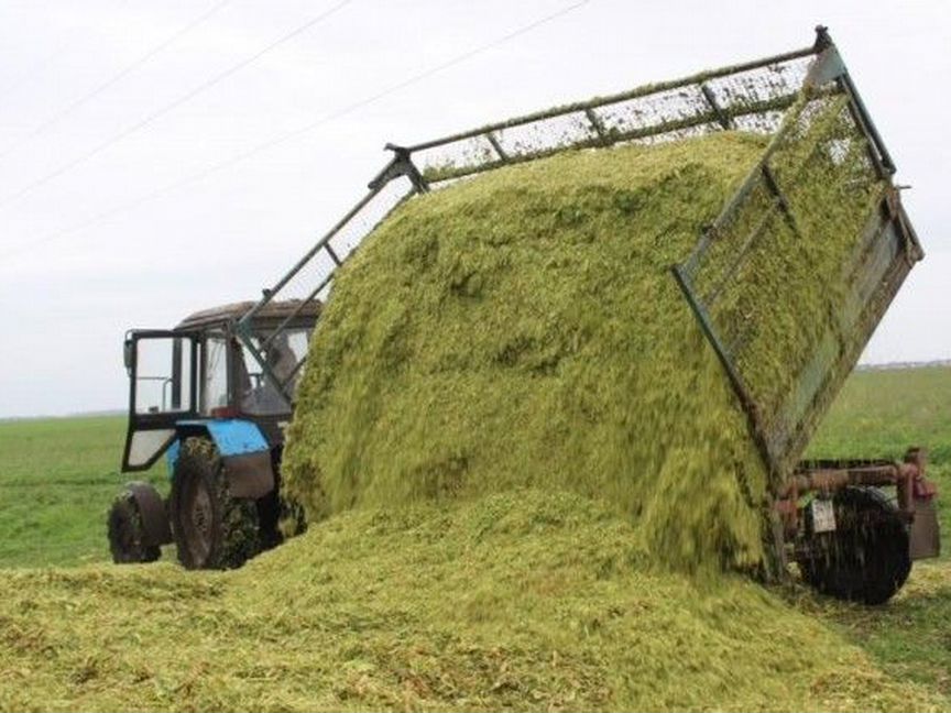 Продам силос кукурузный