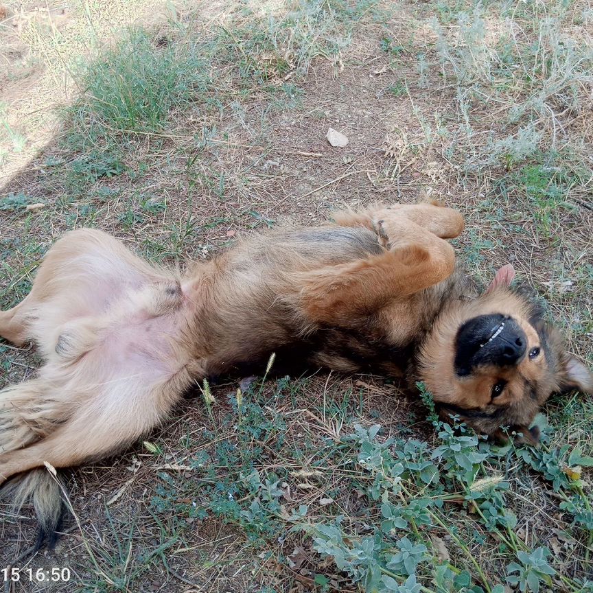 Оззи ищет дом