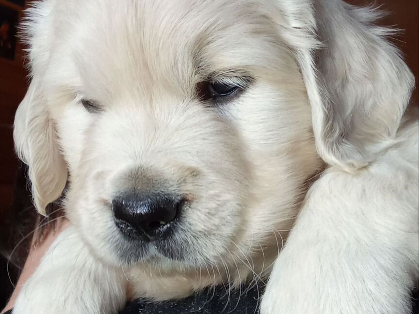 Золотистый ретривер щенки золотистого ретривера