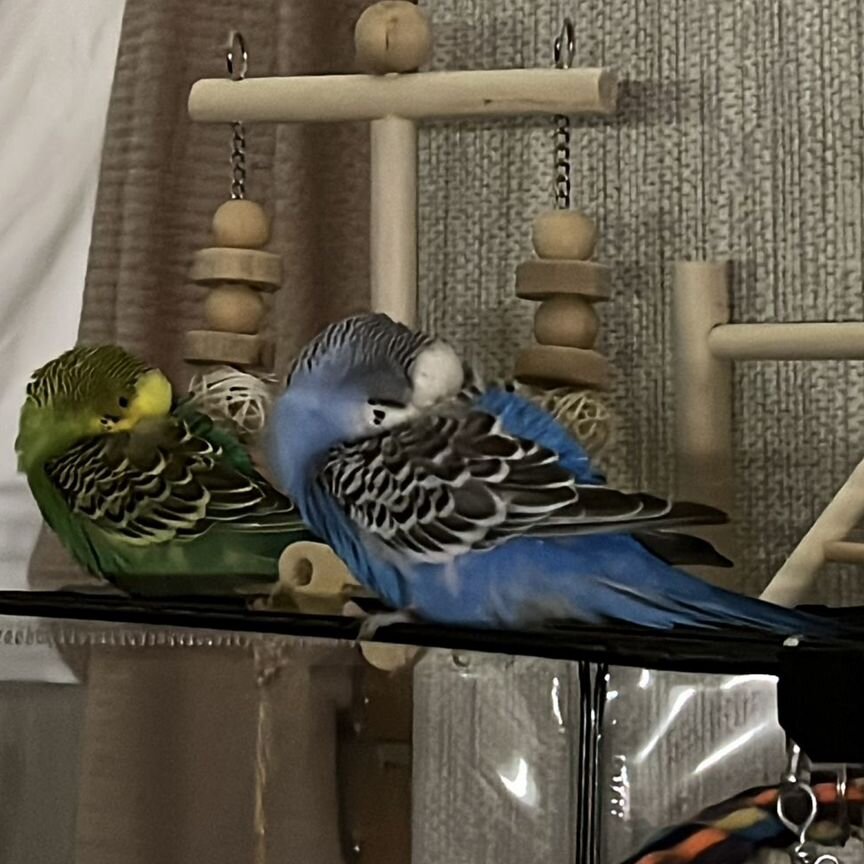 Волнистые попугаи с клеткой мальчики