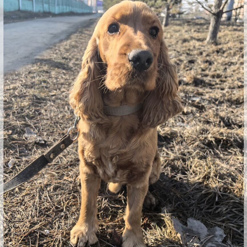 Английский кокер-спаниель, взрослый пёс