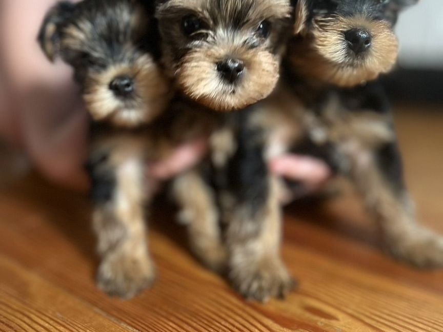 Йоркширский терьер щенки