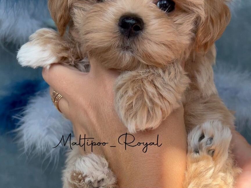 Мальчик мальтипу F1 Royal Louis Vuitton