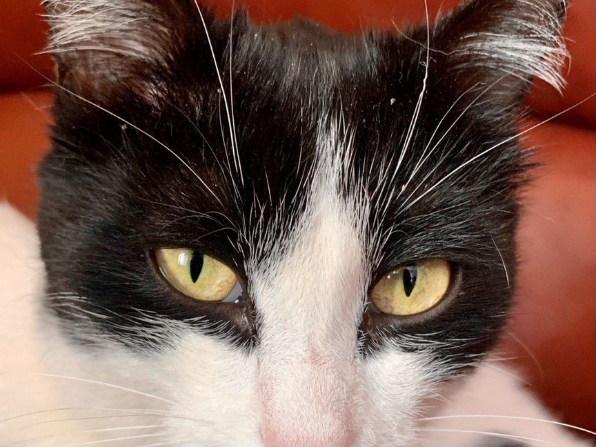 Кошечка Девяточка 1 год и 8 месяцев