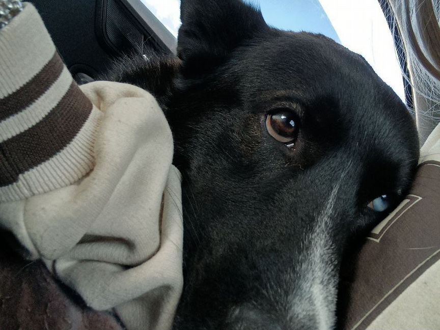 Собаки бесплатно