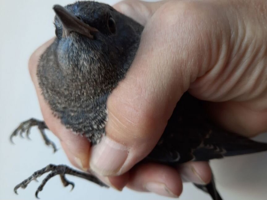 Синий каменный дрозд