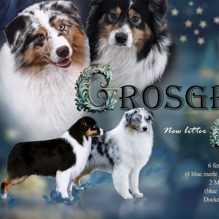 Австралийская овчарка, щенок