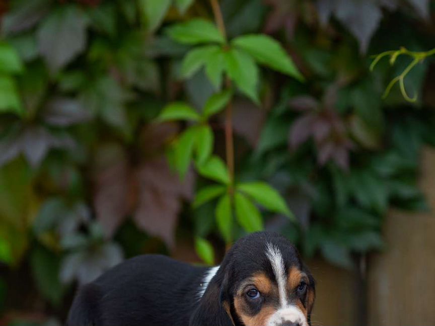 Бассет хаунд малыши