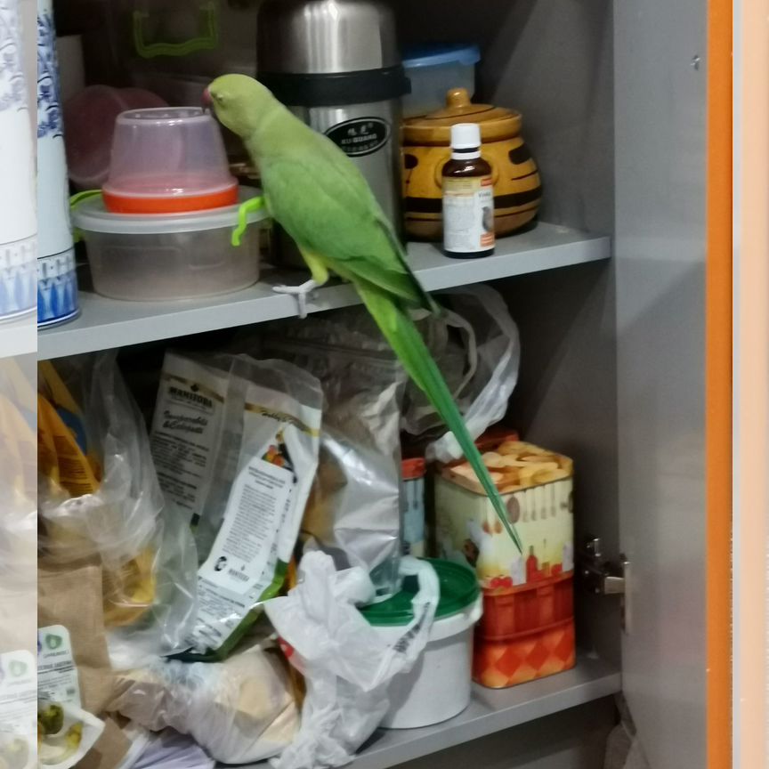 Ожереловый попугай