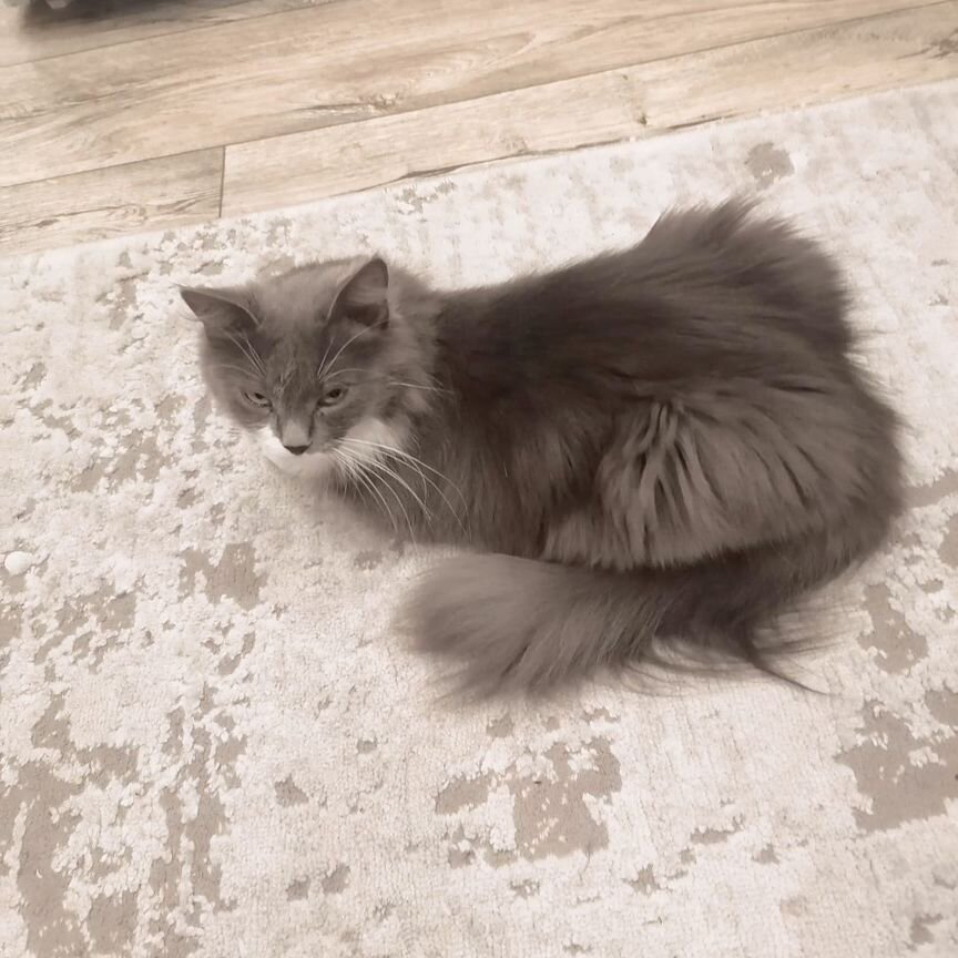 Отдам бесплатно кошку 2 года