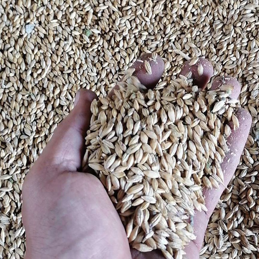 Зерно ячмень вкусный свежий