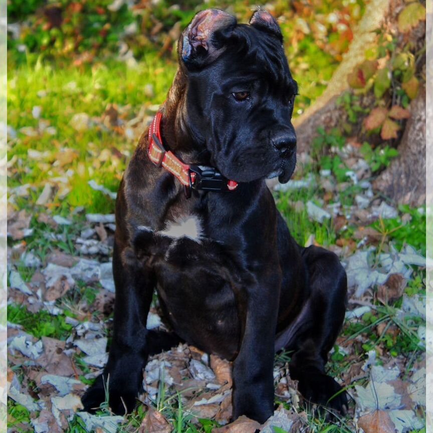 Кане-корсо, щенок