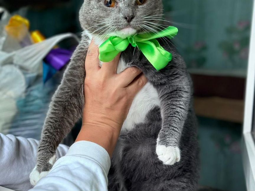 Шикарный кот Пират в добрые руки