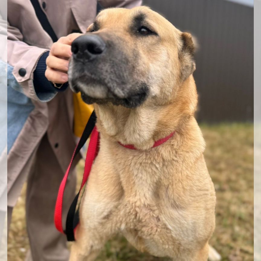 Кангал, взрослая собака