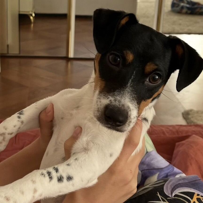 Джек-рассел-терьер, щенок