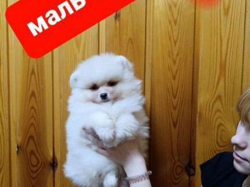 Шпице мальчик