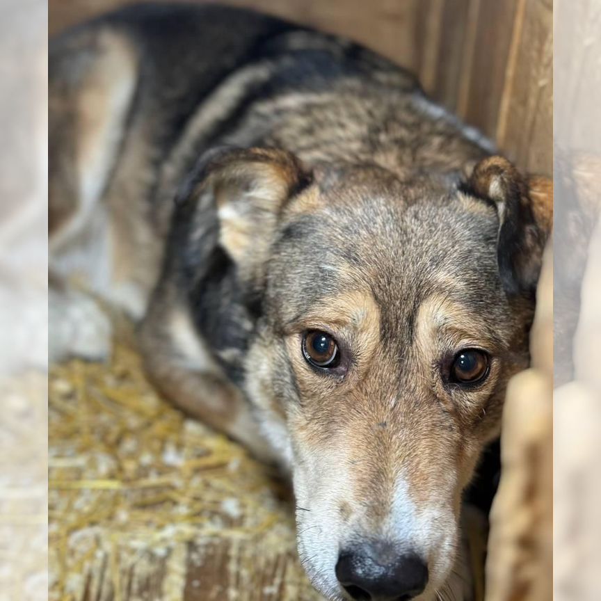 Маня, собака из приюта в добрые руки