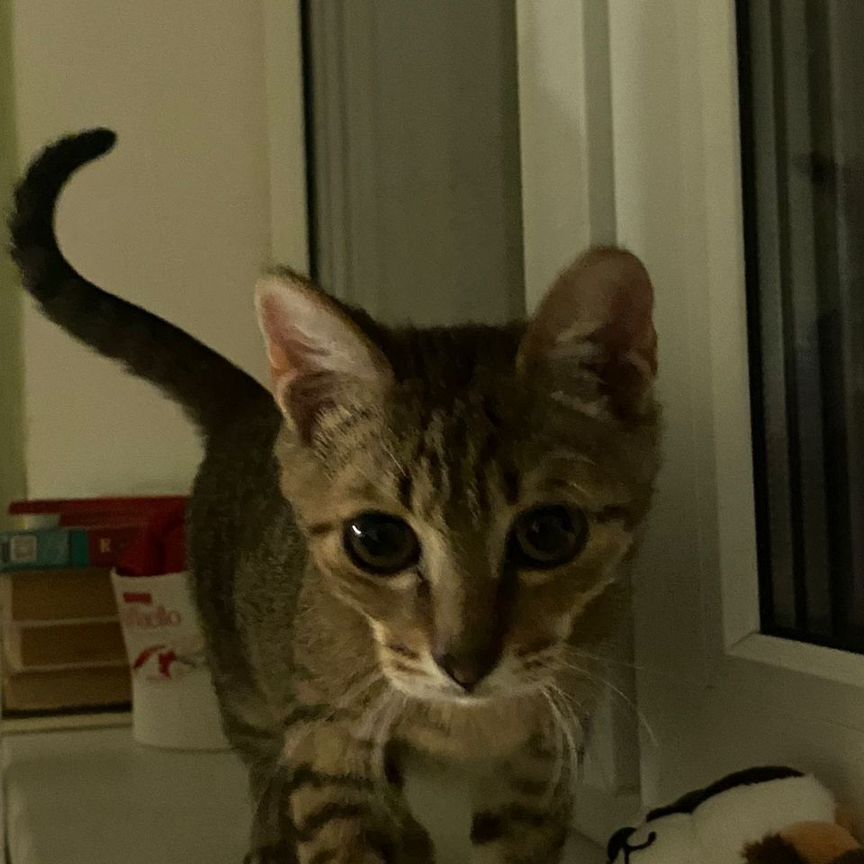 Котёнок Бася бывшедомашний ждёт своего человека