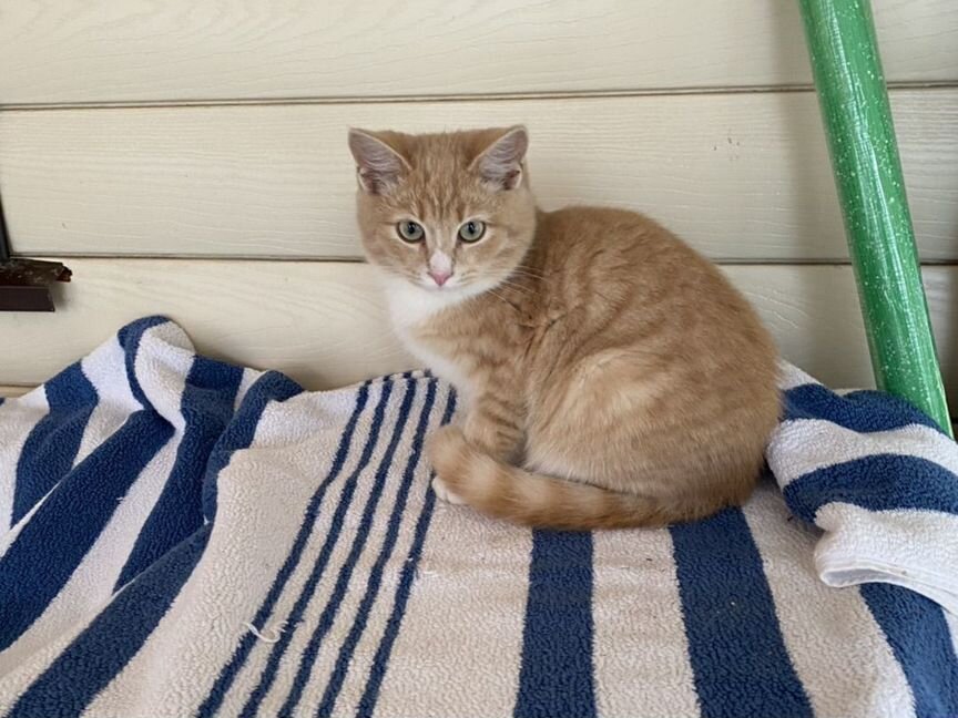 Отдам котенка в добрые руки