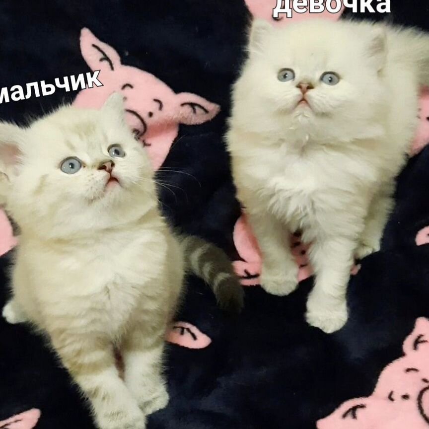 Невский маскарадный котёнок